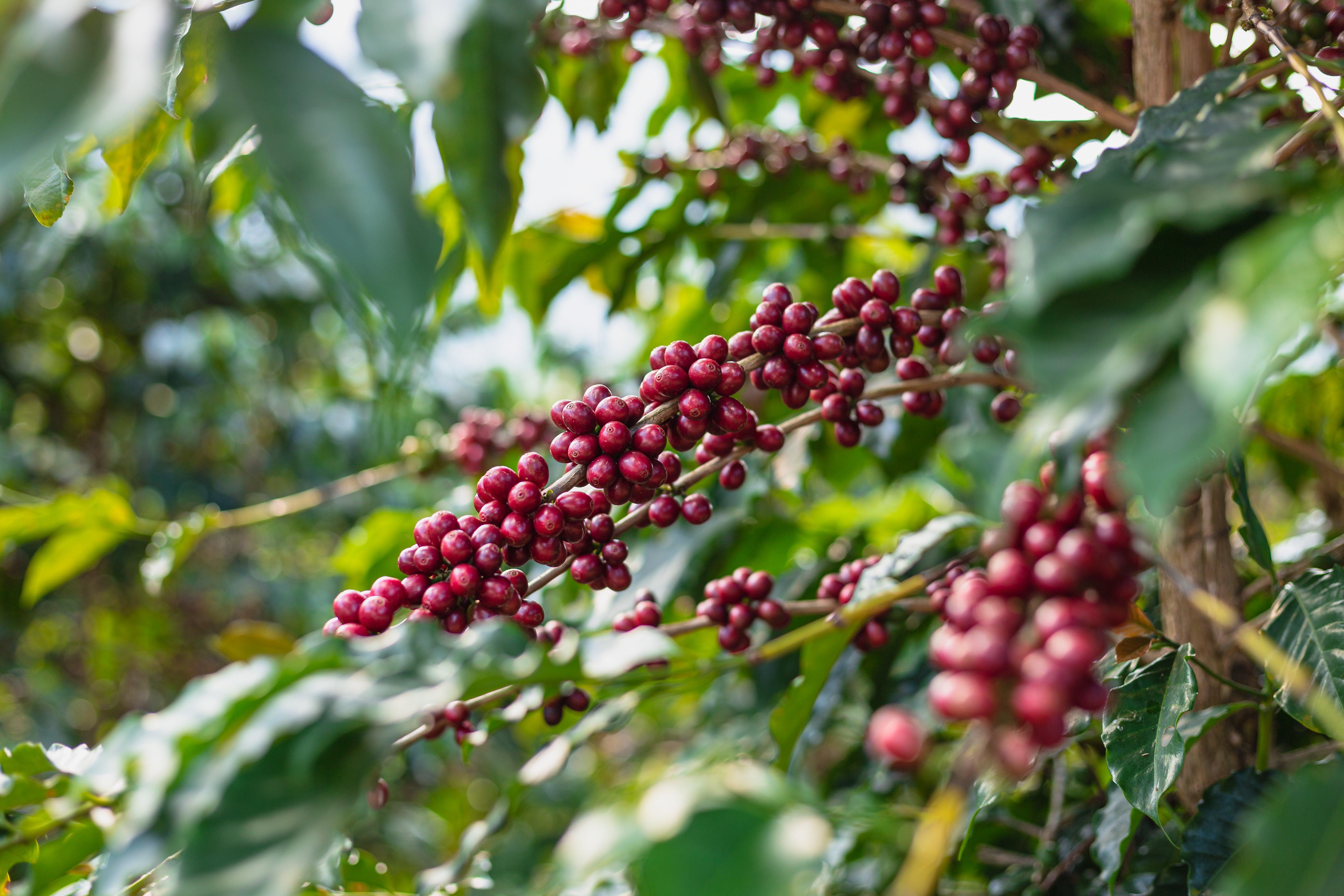 Coffee Source - 10 steps from bean to cup